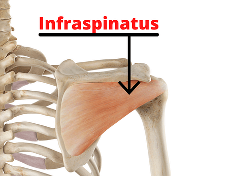 The Ultimate Guide to Dry Needling – Facts & Physio